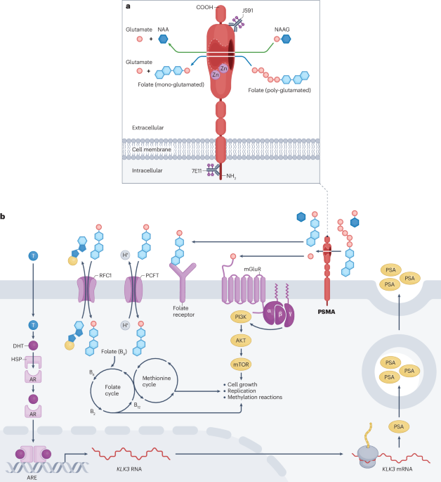 Biological determinants of PSMA expression, regulation and ...