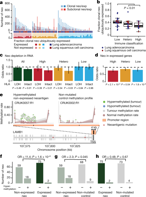 Neoantigen-directed immune escape in lung cancer evolution | Nature