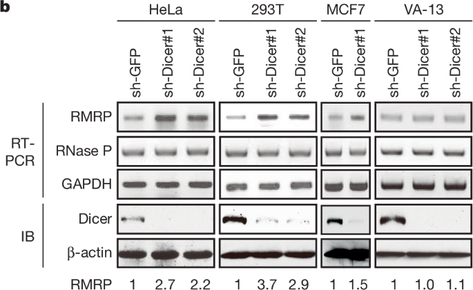 Author Correction: An RNA-dependent RNA polymerase formed by TERT and ...