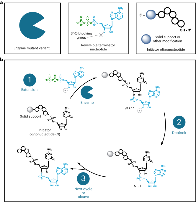 Template-independent enzymatic synthesis of RNA oligonucleotides | Nature Biotechnology