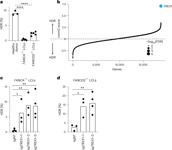 Removal of TREX1 activity enhances CRISPR–Cas9-mediated homologous ...