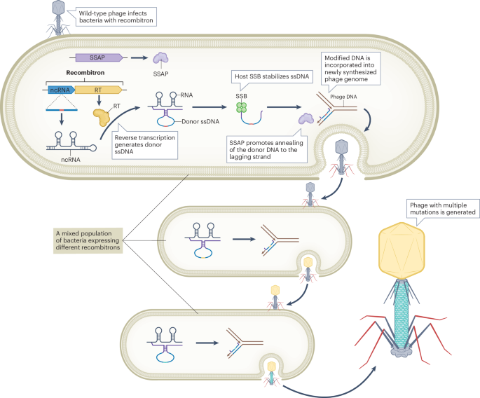 Phage genome engineering with retrons | Nature Biotechnology