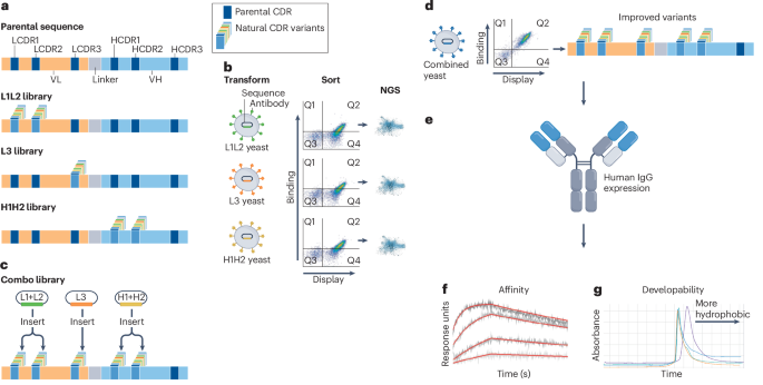 AIntibody: an experimentally validated in silico antibody discovery ...