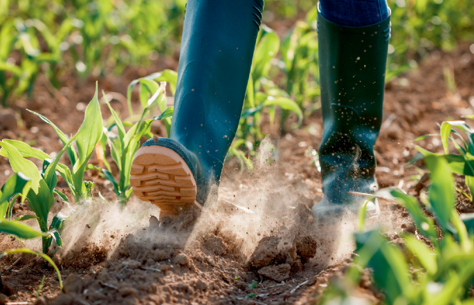 Agriculture to flourish on precision breeding: who will benefit ...