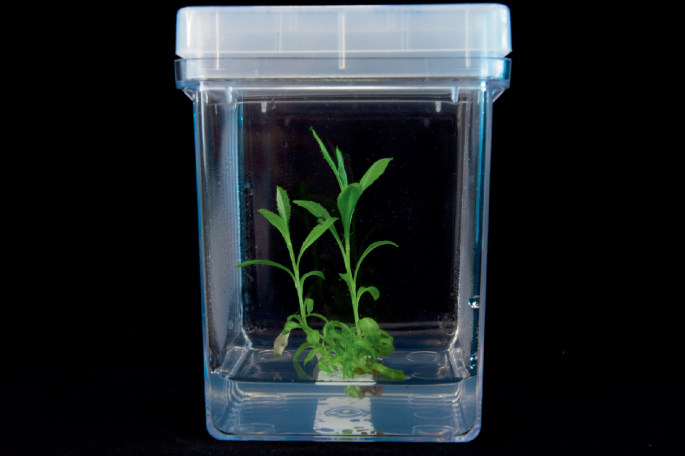 Wildflowers soak up nickel from toxic soil | Nature Biotechnology