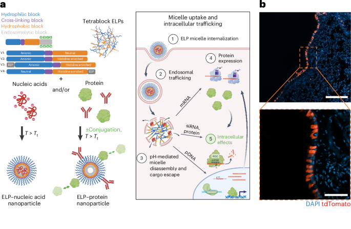 Engineering non-viral protein nanoparticles to deliver nucleic acids ...