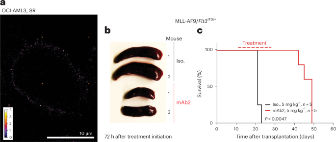 Targeting a cell surface RNA-binding protein driving acute myeloid ...