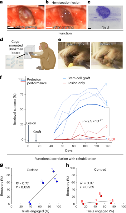 Extensive restoration of forelimb function in primates with spinal cord ...