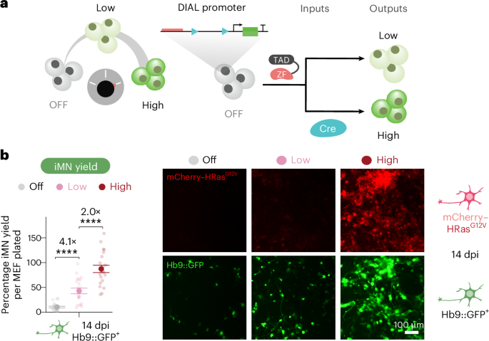 Promoter editing generates stable setpoints of gene expression | Nature ...