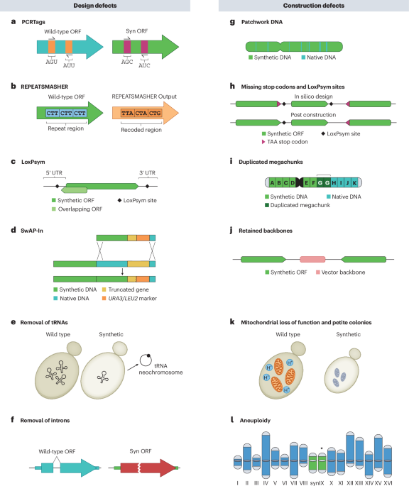 Building synthetic chromosomes one yeast at a time: insights from Sc2.0 | Nature Biotechnology