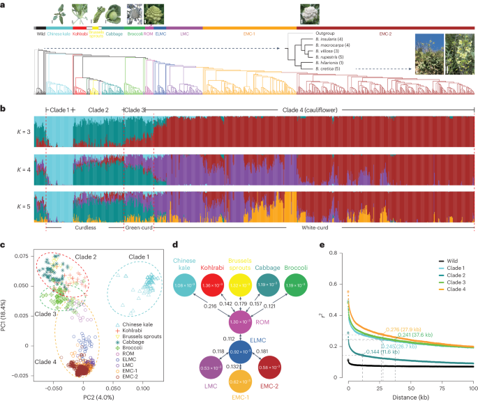 Genomic analyses reveal the stepwise domestication and genetic mechanism of curd biogenesis in ...