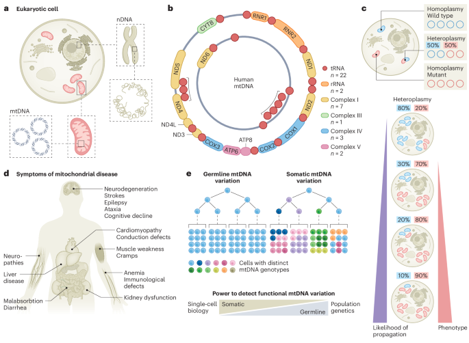 Mitochondrial genetics through the lens of single-cell multi-omics | Nature Genetics