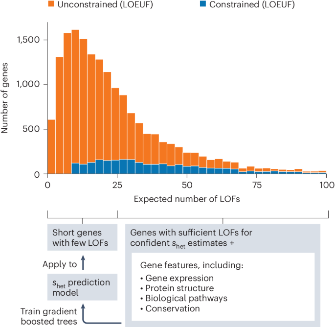 Improving estimates of loss-of-function constraint for short genes ...