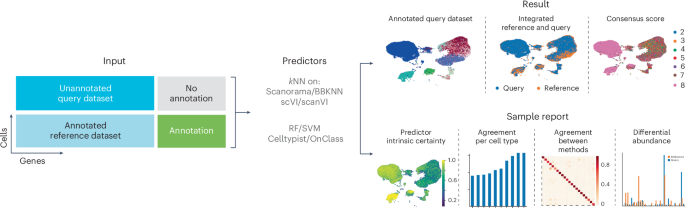 Consensus prediction of cell type labels in single-cell data with popV ...