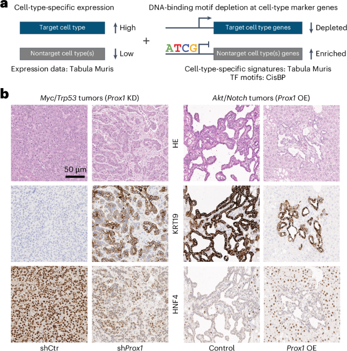 Safeguard repressor locks hepatocyte identity and blocks liver cancer ...