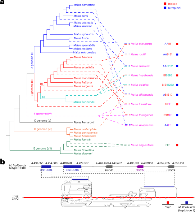 Insights into the evolution and genetic diversity of the Malus genus ...