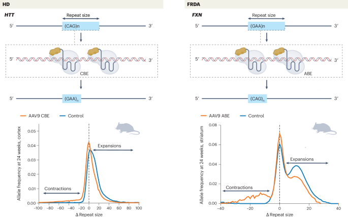 Base editing as a therapeutic strategy for somatic repeat expansion ...