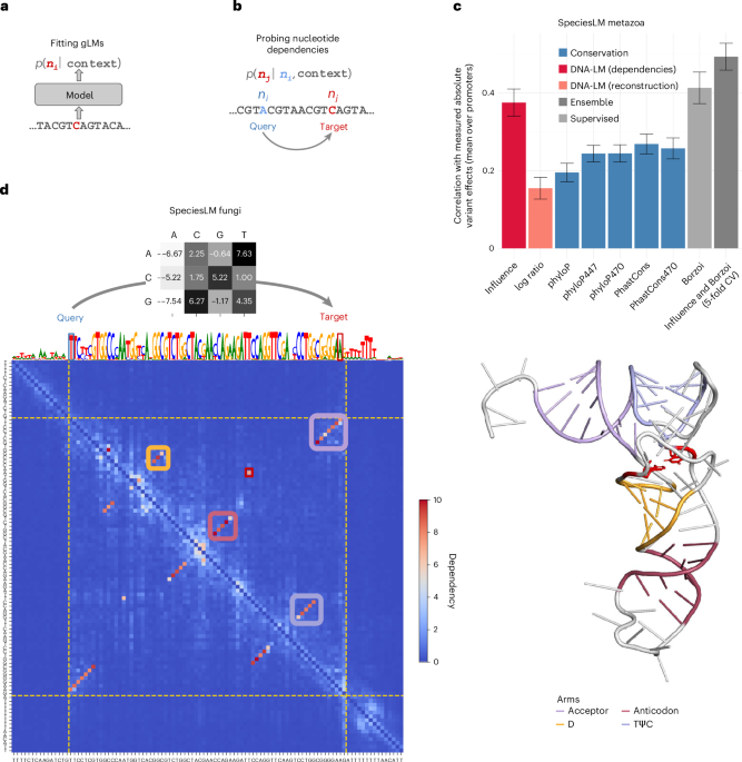 Nucleotide dependency analysis of genomic language models detects ...