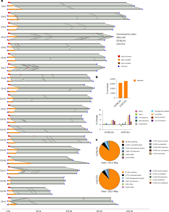 Complete genome assemblies of two mouse subspecies reveal structural ...