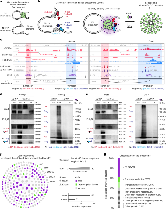 JMJD2 regulates enhancer–promoter interactions via biomolecular ...