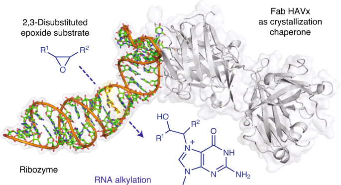 Structural basis for substrate binding and catalysis by a self ...