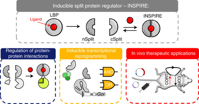 Chemically inducible split protein regulators for mammalian cells ...