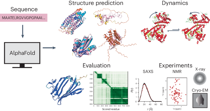 The power and pitfalls of AlphaFold2 for structure prediction beyond rigid globular proteins ...