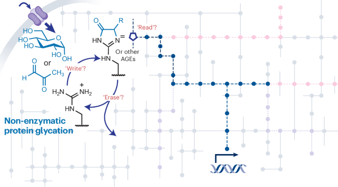 The chemical language of protein glycation | Nature Chemical Biology