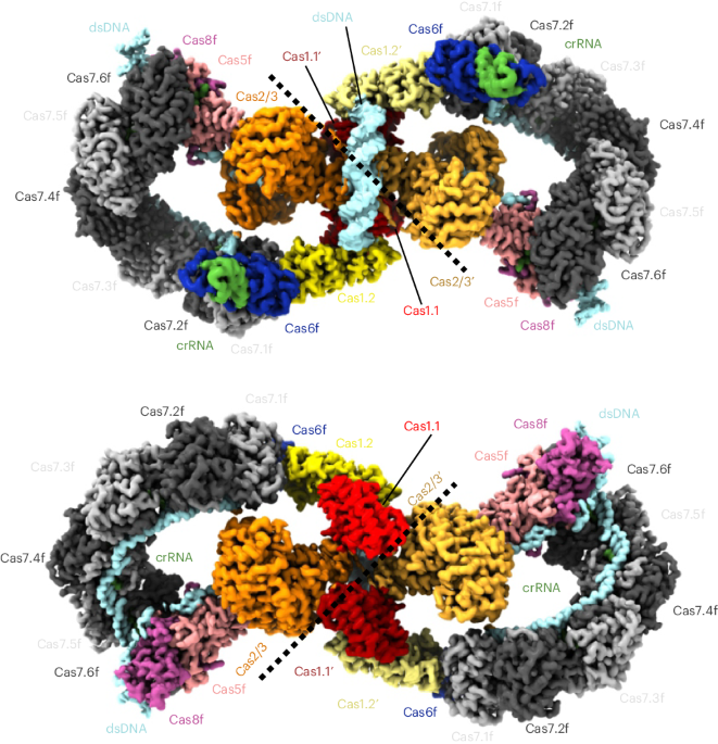 An alternative mechanism for recruiting Cas2/3 in a phage-encoded CRISPR–Cas system | Nature ...