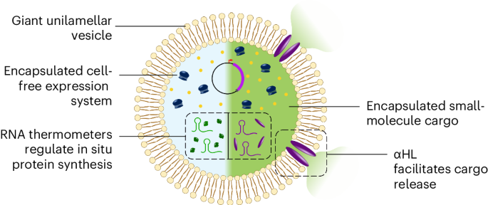 Genetically programmed synthetic cells for thermo-responsive protein ...