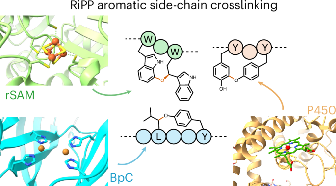 Aromatic side-chain crosslinking in RiPP biosynthesis | Nature Chemical ...