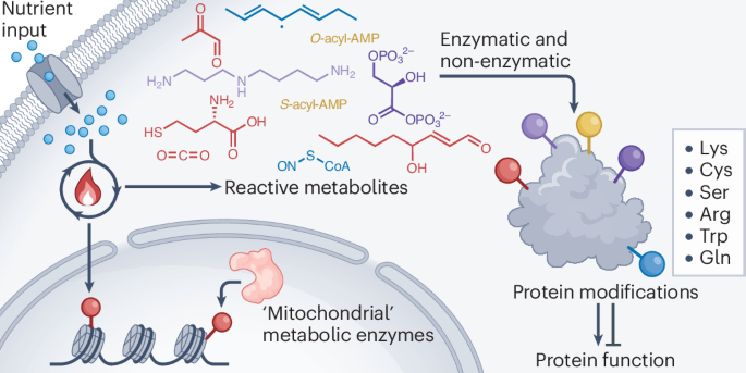 Mechanisms of metabolism-coupled protein modifications | Nature ...
