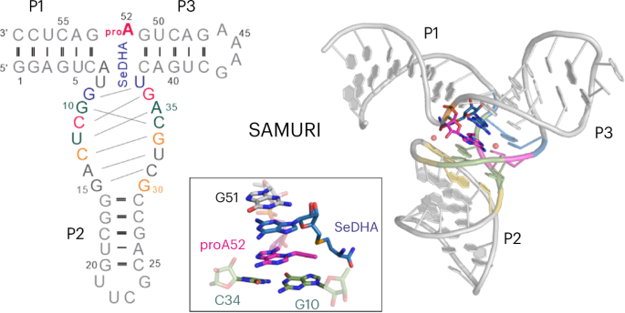 Structure and catalytic activity of the SAM-utilizing ribozyme SAMURI ...