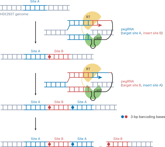 Diary of a cell in DNA ‘chyrons’ | Nature Chemical Biology