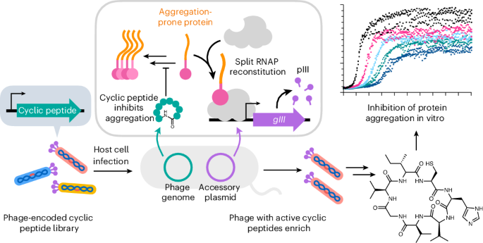 Rapid discovery of cyclic peptide protein aggregation inhibitors by ...