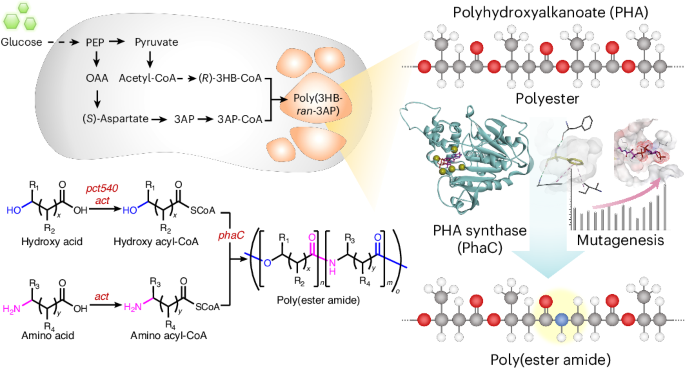 Biosynthesis of poly(ester amide)s in engineered Escherichia coli ...