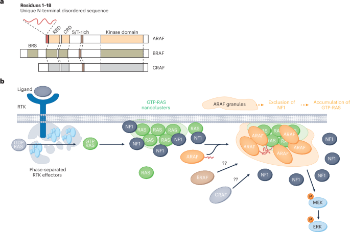 RAS signaling gets granular | Nature Chemical Biology