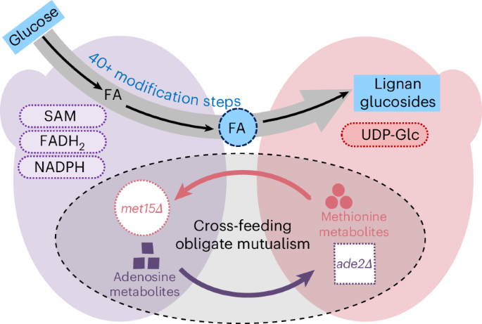De novo biosynthesis of plant lignans by synthetic yeast consortia ...