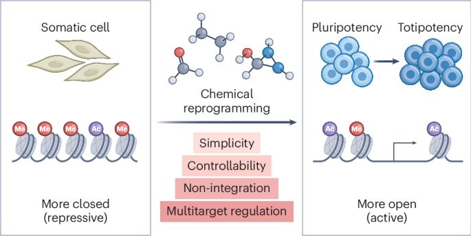 Chemical-based epigenetic reprogramming to advance pluripotency and ...