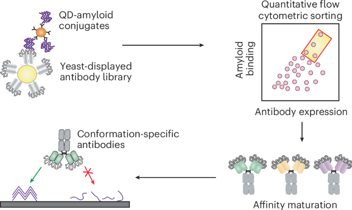 Facile generation of drug-like conformational antibodies specific for ...