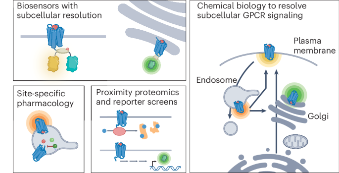 Chemical biology approaches to resolve the subcellular GPCR signaling ...