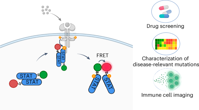 Real-time visualization of STAT activation in live cells using ...
