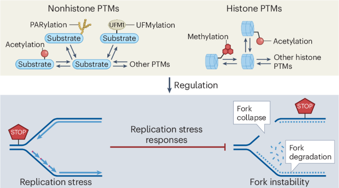 Decoding replication stress responses through post-translational ...