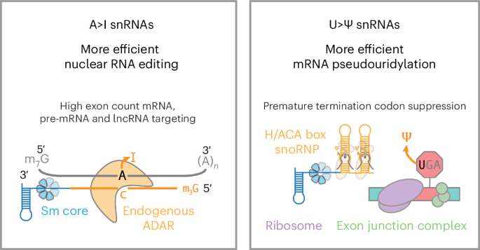 Enhancing RNA base editing on mammalian transcripts with small nuclear ...