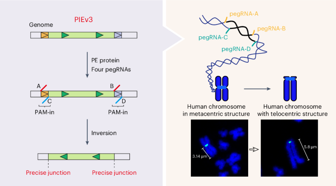 Efficient and precise inversion of genomic DNA from large to ...