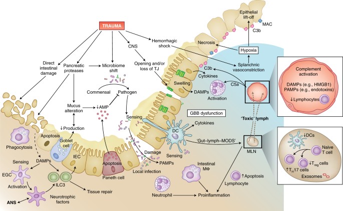 Innate immune responses to trauma | Nature Immunology