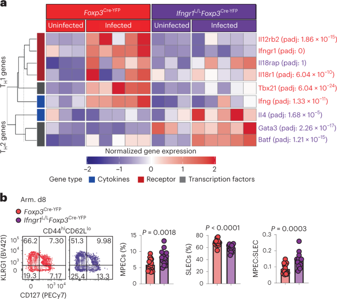 IFNγ guides the suppressive activity of Treg cells during viral ...