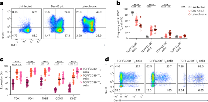 Lymphoid TCF1+CD39+CD8+ T cells maintain stem-like features and ...