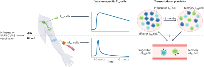 TFH cell responses endure in human lymph nodes after vaccination ...