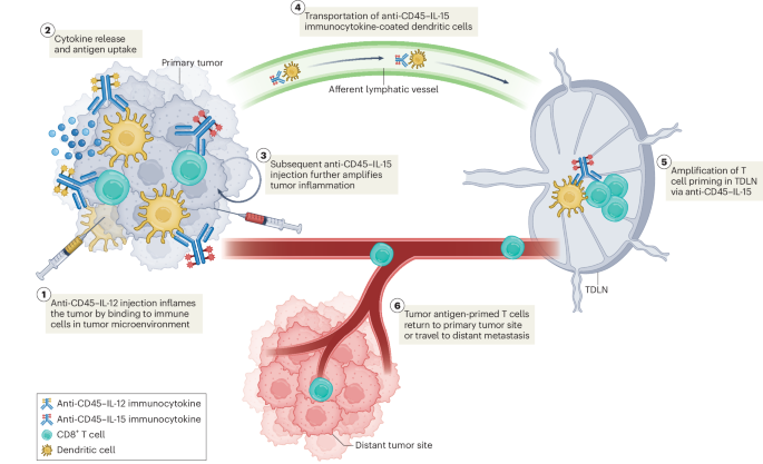 CD45 threads the needle of cytokine cancer immunotherapy | Nature ...